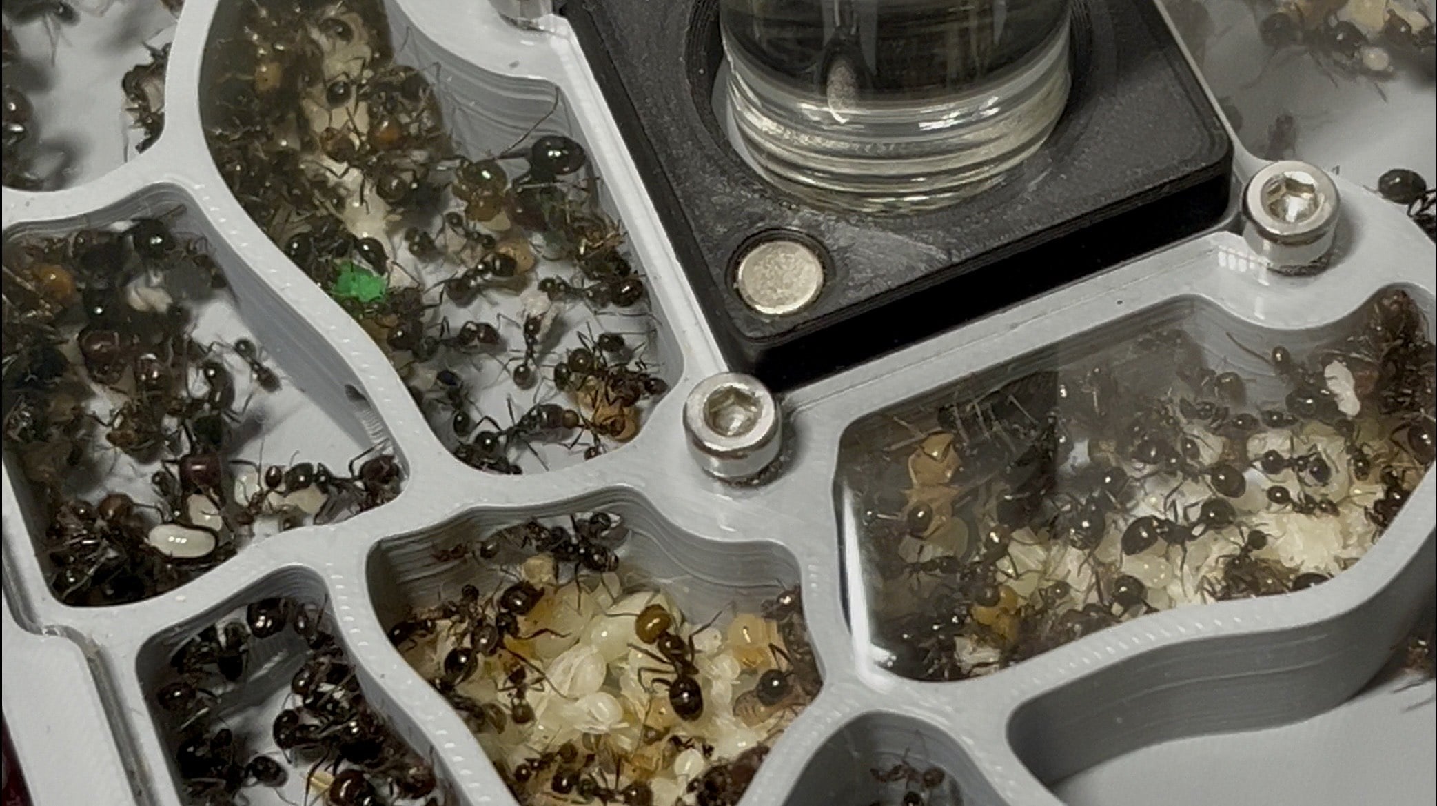 Cría de Messor Barbarus paso a paso